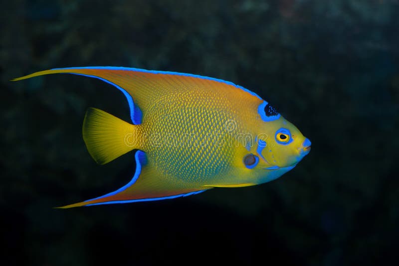 Queen angelfish 2 stock photo. Image of scales, aquarium - 6455660