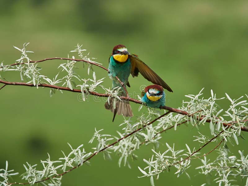 Colorful European Bee-eater Merops Apiaster Stock Photo - Image of ...