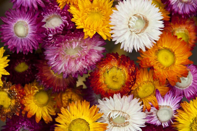 Daisy Background stock photo. Image of colours, colourful - 19416412