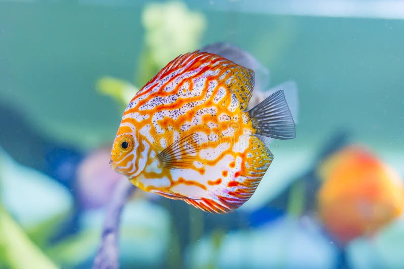 Colorful Exotic Discus Fish in the Ocean. Stock Image - Image of bright ...