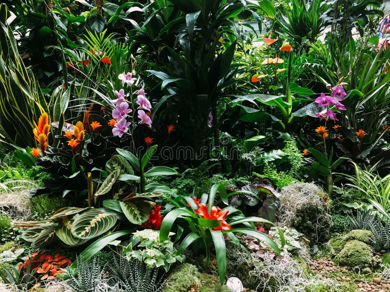 Colorful Exotic Flowers in Garden Stock Photo - Image of flower, spring ...