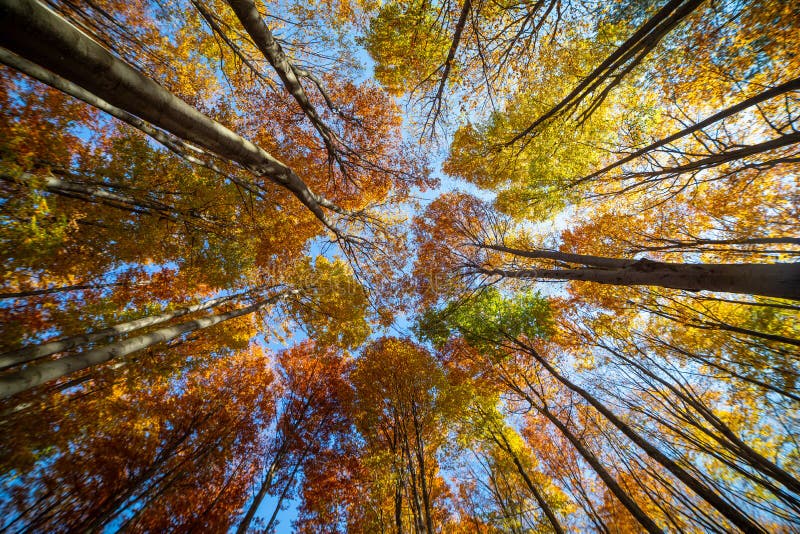 Colorful Fall Autumn Forest of Beech Forest Stock Photo - Image of ...