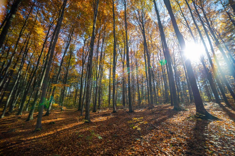Colorful Fall Autumn Forest of Beech Forest Stock Photo - Image of ...