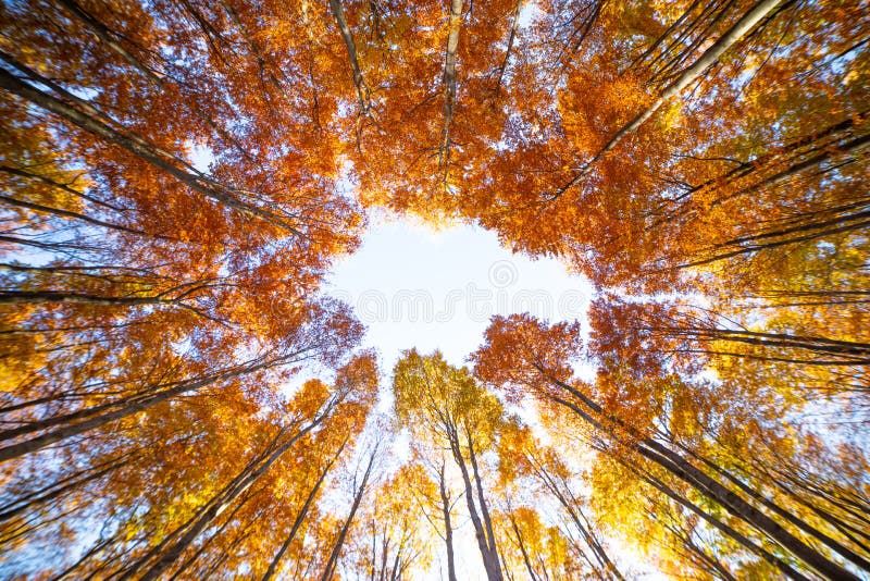 Colorful Fall Autumn Forest of Beech Forest Stock Image - Image of ...