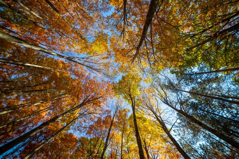 Colorful Fall Autumn Forest of Beech Forest Stock Image - Image of ...