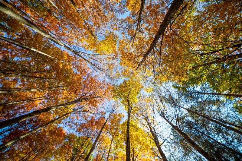 Colorful Fall Autumn Forest of Beech Forest Stock Image - Image of ...