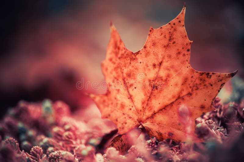 Colorful fall background stock image. Image of outside - 34492739
