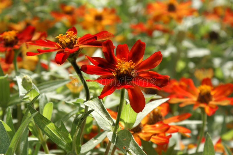 Colorful Fall Flowers stock photo. Image of country, beauty - 47220172