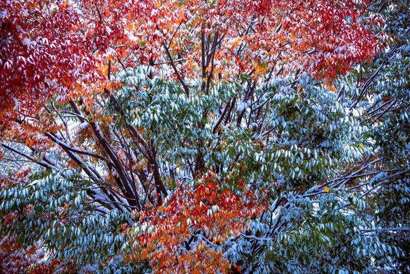 Colorful Fall Foliage Covered by Snow Stock Image - Image of giving ...