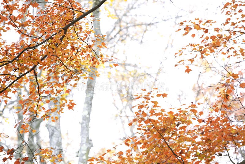 Colorful Fall Foliage stock photo. Image of orange, branch - 102572004