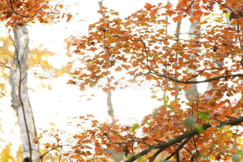 Colorful Fall Foliage stock photo. Image of branch, forest - 103396338