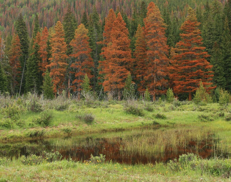 Colorful Fall Foliage with Reflection on the Pond Stock Image - Image ...