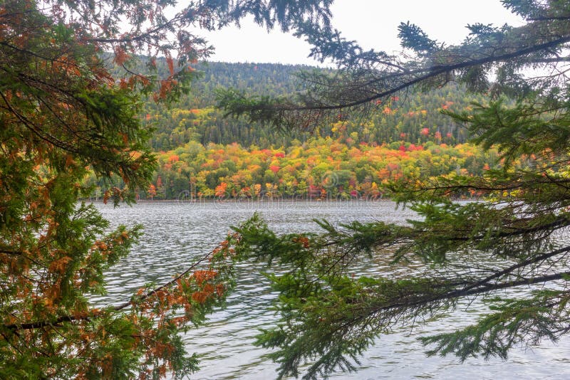 Colorful Fall Foliage Seen between the Pine Branches Stock Image ...