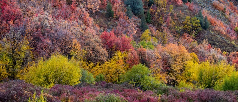Colorful Fall Foliage at South Fork Ogden Canyon in Utah Stock Photo ...