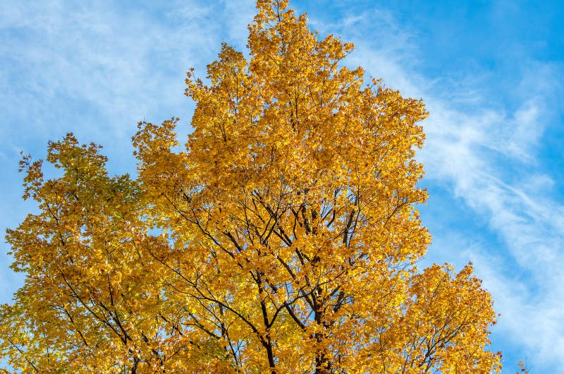 Colorful fall foliage stock image. Image of leafy, leaf - 61458731