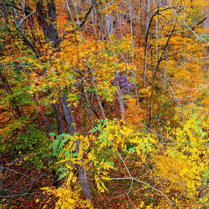Colorful Fall Foliage stock photo. Image of environment - 139485904