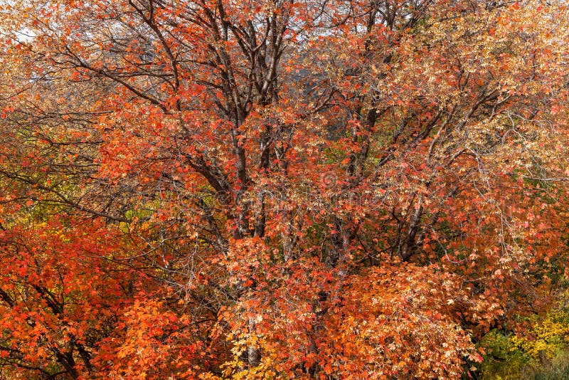 Colorful Fall Foliage on Trees Stock Image - Image of natural, trees ...