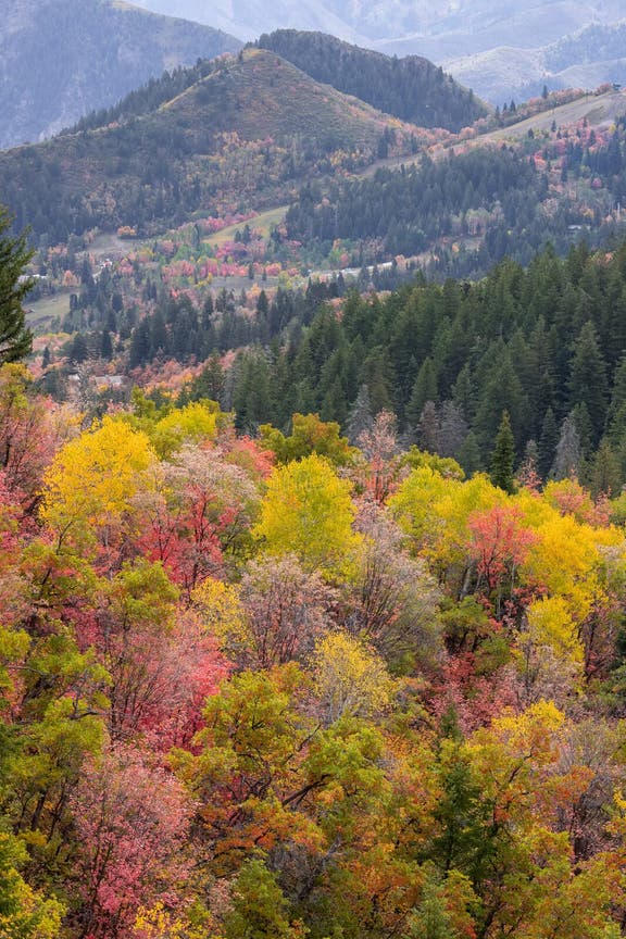 Colorful Fall Foliage in Wasatch Mountain Range, Utah Stock Photo ...
