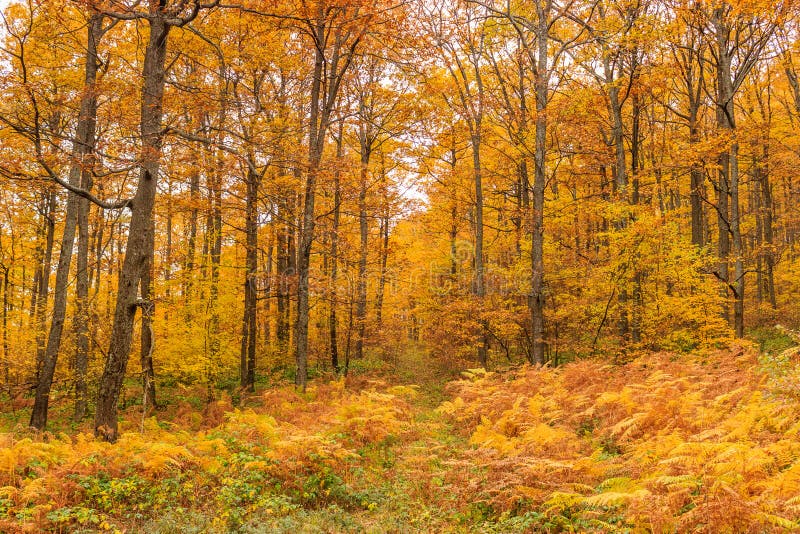 Colorful fall forest stock image. Image of fall, plant - 103707915