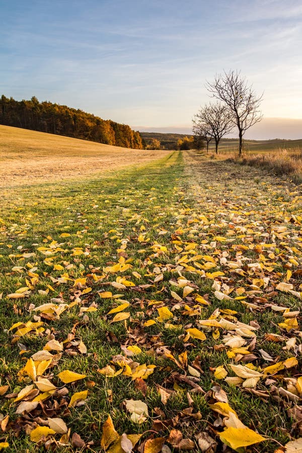 Colorful fall in landscape stock photo. Image of forest - 80071884