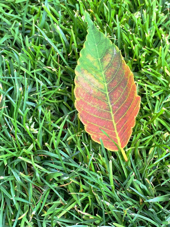 Colorful Fall Leaf in Green Grass Stock Photo - Image of solo, singular ...