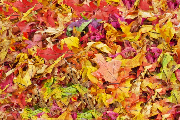 Colorful Fall Leaves Background Stock Photo - Image of leaves, outdoors ...