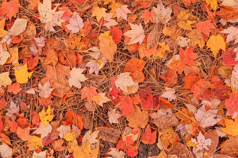Colorful Fall Leaves Covering a Bed of Pine Needles Stock Photo - Image ...