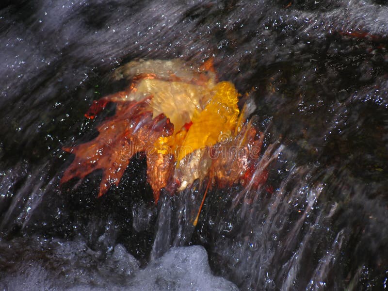 Colorful Fall Leaves the Forest Brook. Stock Photo - Image of ...