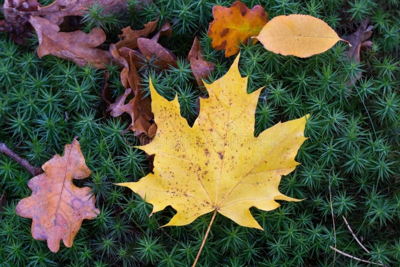 Colorful Fall Leaves on Moss Background Stock Photo - Image of ...