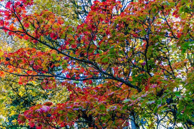 Colorful Fall Leaves Scene 3 Stock Photo - Image of seattle, nature ...