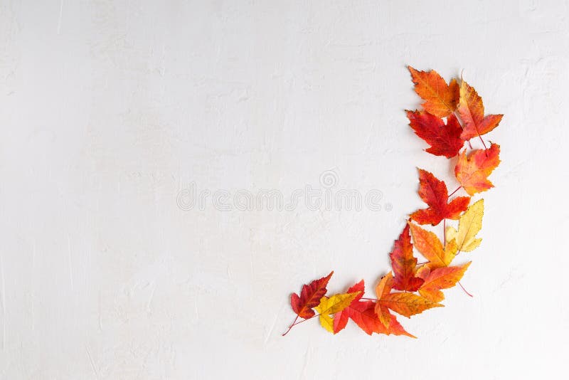 Colorful Fall Leaves on White Background. Autumn Frame Stock Photo ...