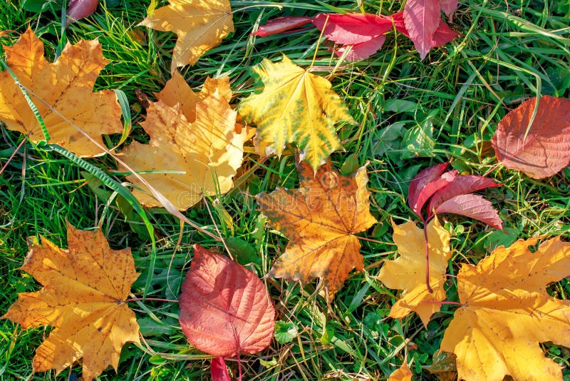 Colorful Fall Maple Leaves on a Background of Green Grass. Top View ...