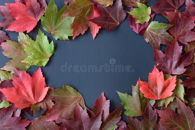 Colorful Fall Maple Leaves on a Black Background, As a Nature ...