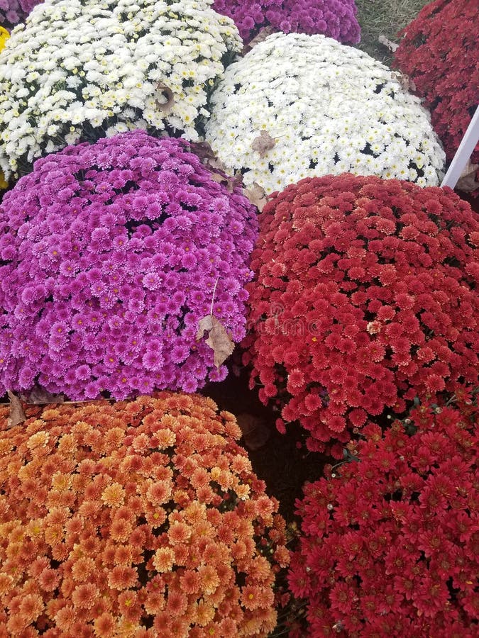 Colorful fall mums stock image. Image of food, plant - 253354721