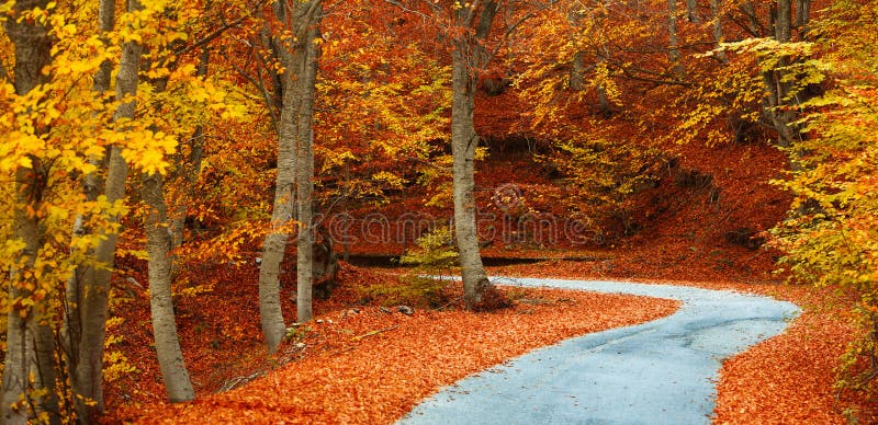 Colorful fall path stock image. Image of footpath, covered - 27918923