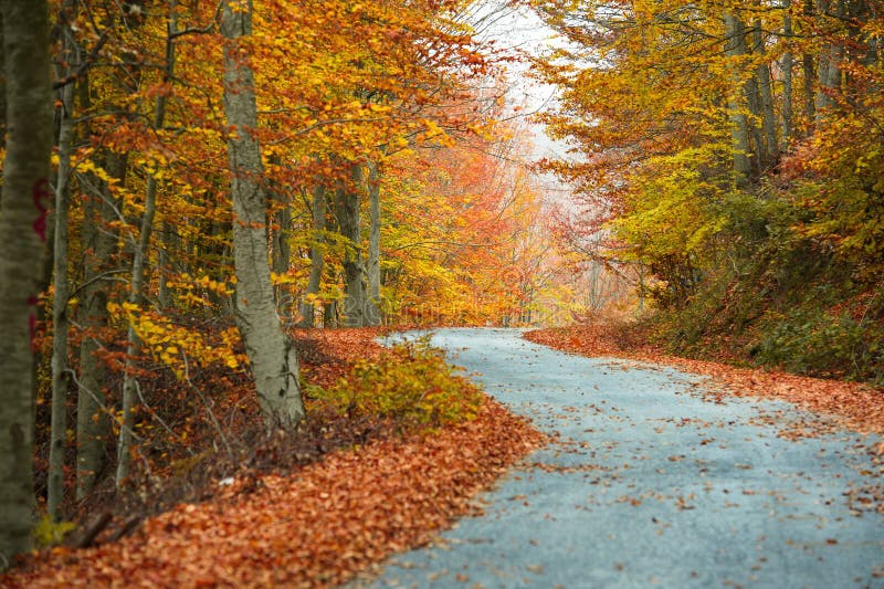 Fall Road with Colorful Trees Stock Image - Image of leafs, maple: 27880569