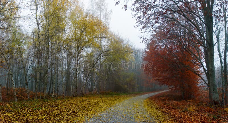 Colorful fall path stock image. Image of footpath, covered - 27918923