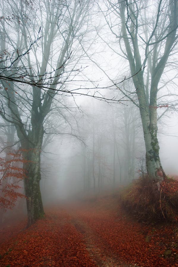 Colorful fall path stock image. Image of magical, forest - 91182399