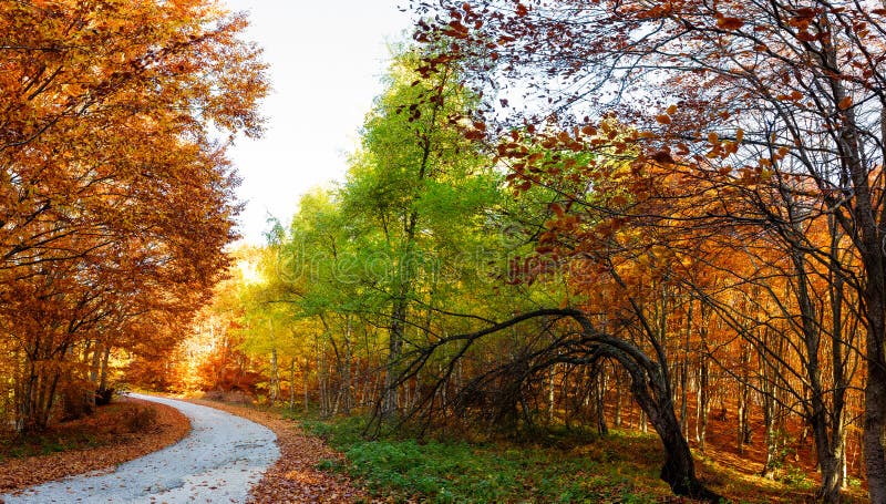 Colorful fall path stock photo. Image of green, beams - 91241416