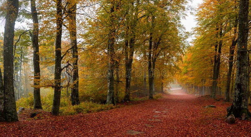 Colorful fall path stock image. Image of beams, country - 91091913