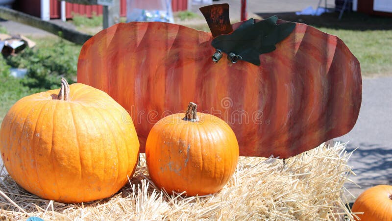 Colorful Fall pumpkins stock photo. Image of decoration - 26340544