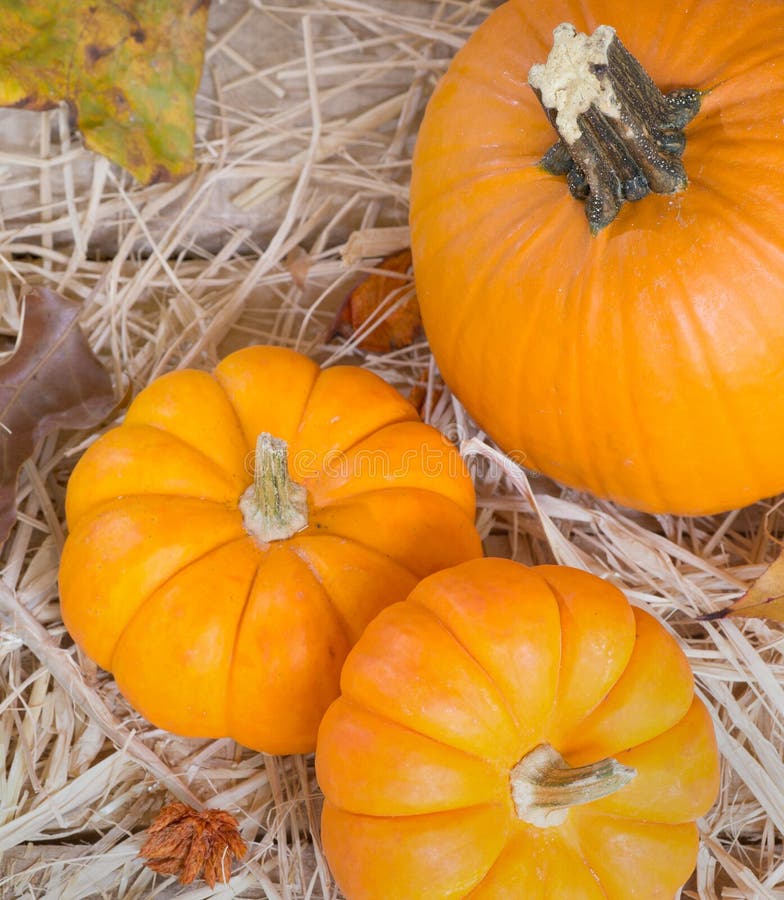 Colorful Fall Pumpkins stock image. Image of thanksgiving - 60954561