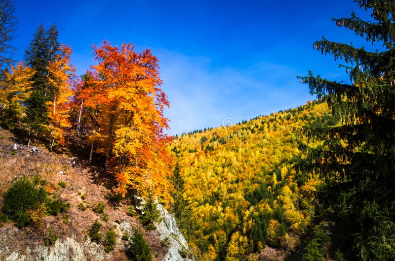 Autumn landscape stock photo. Image of autumn, orange - 102026728