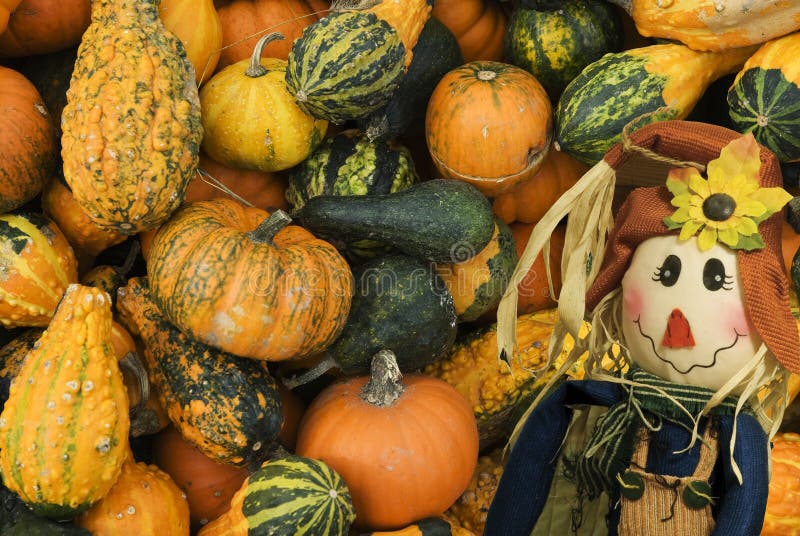 Colorful Fall Scene with a Variety of Pumpkins Stock Image - Image of ...