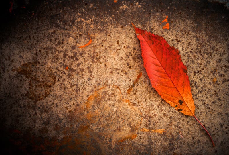 Fall leaf on red flowers stock photo. Image of background - 102489242