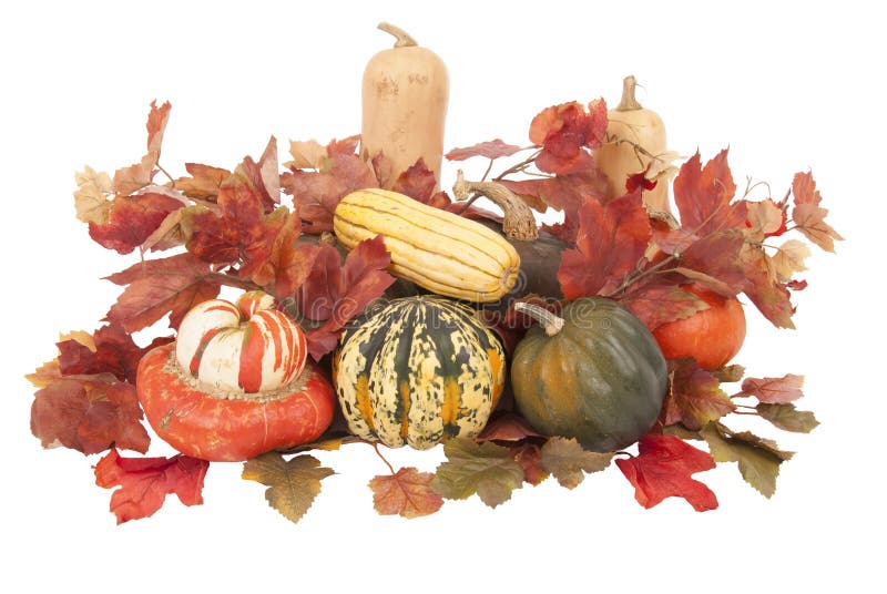 Colorful Fall Squash Display with White Background Leaves Stock Image ...