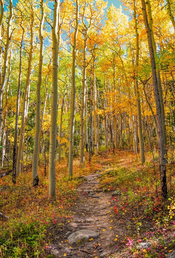 Fall Trail Along River Banks Stock Image - Image of forest, foliage ...