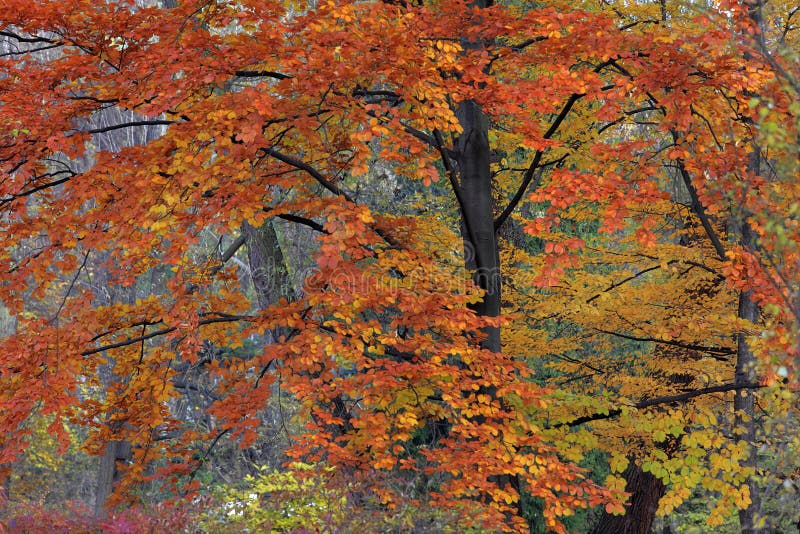Colorful Fall Trees in a Park in an Autumn Season Stock Photo - Image ...