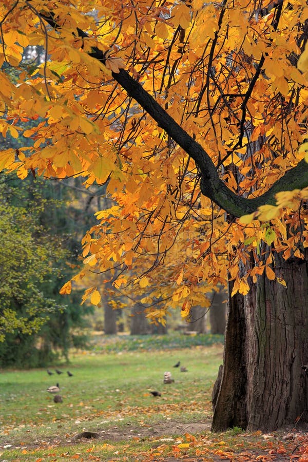 Colorful Fall Trees in a Park in an Autumn Season Stock Photo - Image ...