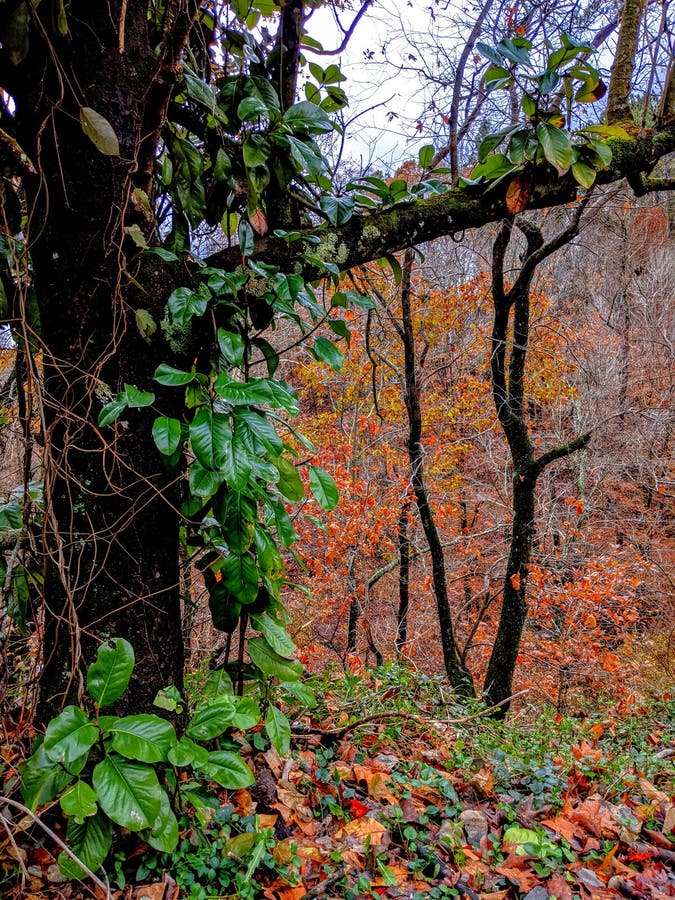 Fall Vines on Wall with Colorful Leaves Stock Image - Image of texture ...